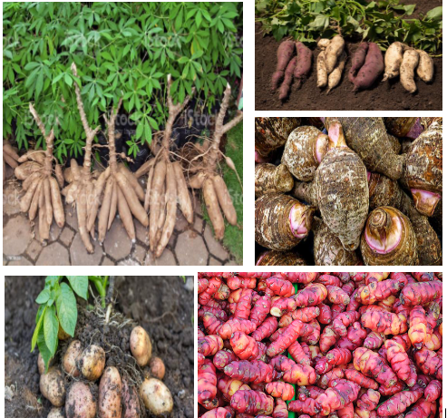 Course: AGRRT302: Roots and Tubers Cropping